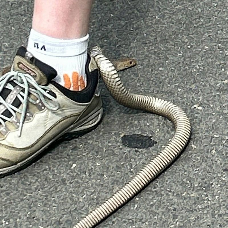 Sydney Woman Survives Being Bitten by Eastern Brown Snake Trapped in ...